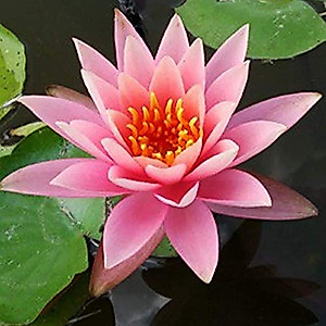 Pre-Grown Hardy Water Lily Tuber (Top 4 IWGS Award) Aquatic Pond Plant Garden Assorted Free Fertilizer Supplies