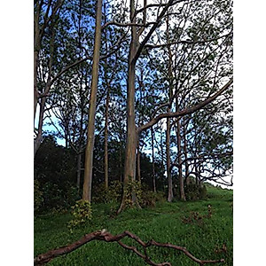 1-1000pcs Rainbow Eucalyptus Tree Seeds Indonesian Gum Mindanao Binacag Sarassa 0128 (25+ Seeds)