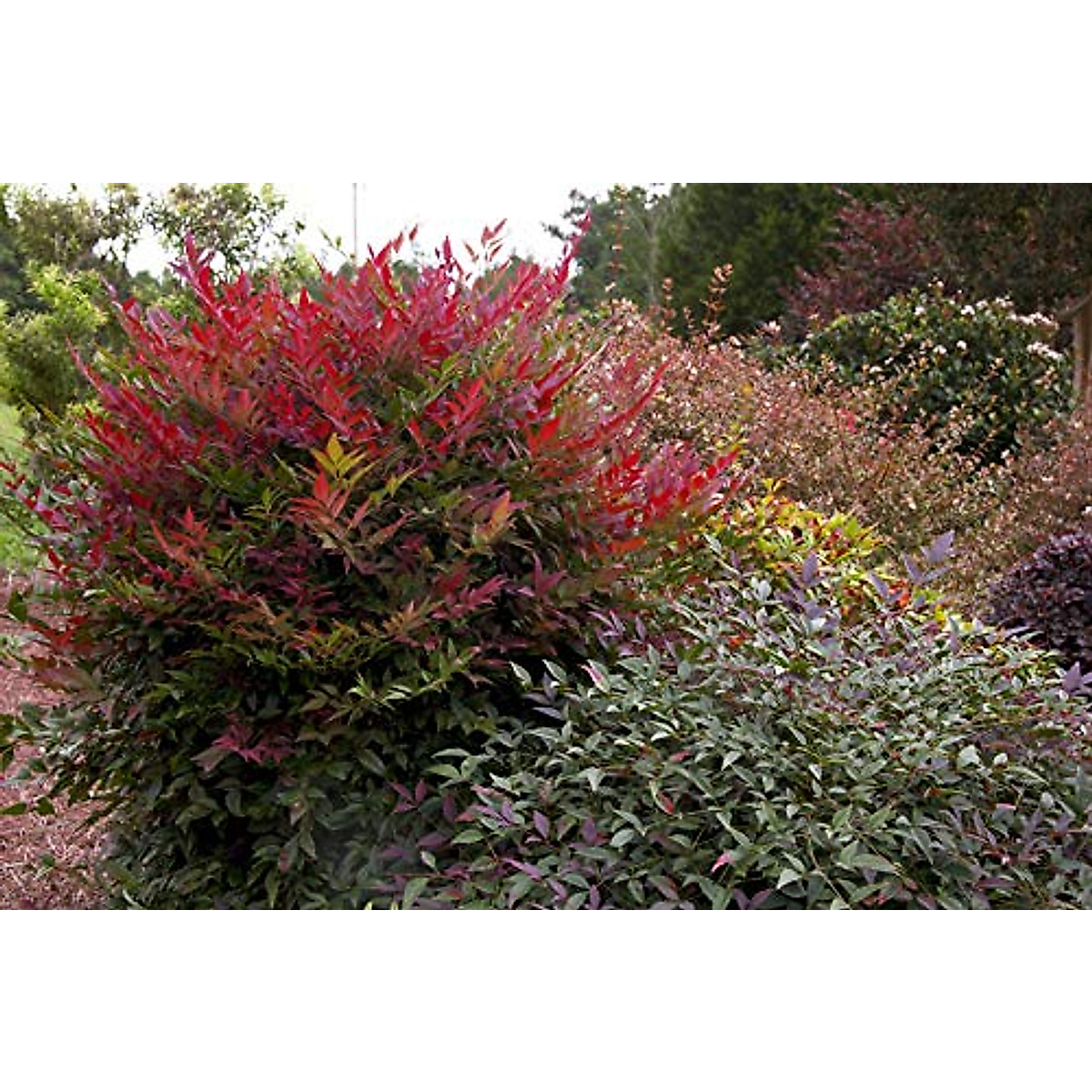 2 Gal. Obsession Nandina Shrub