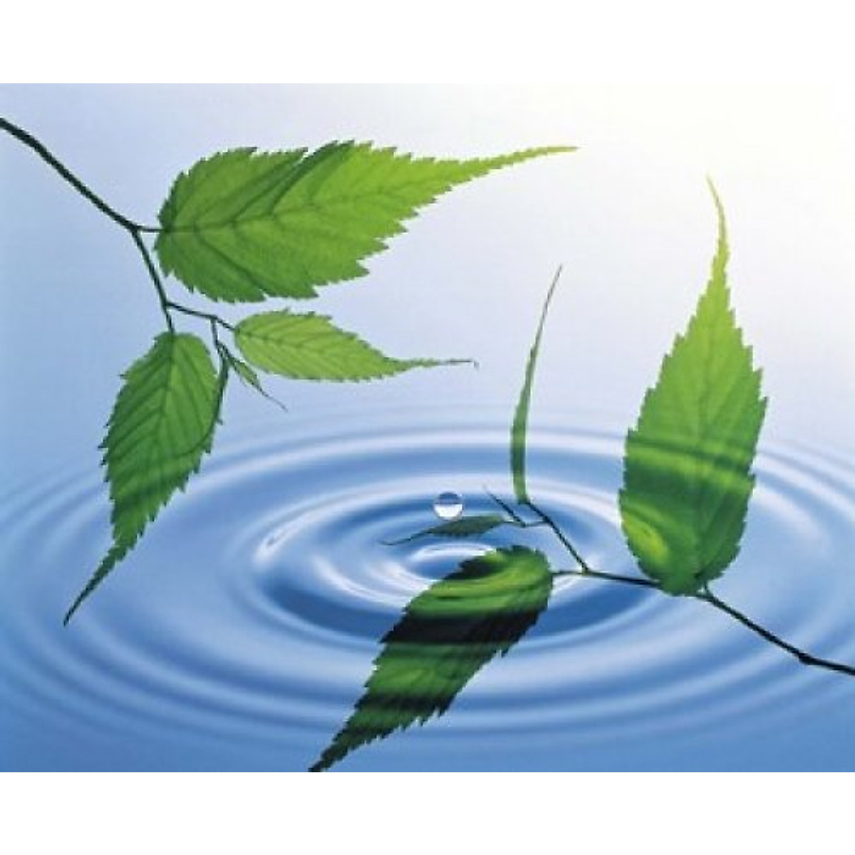 Two branches with green leaves floating above blue water ripples Poster Print by Panoramic Images (24 x 20)