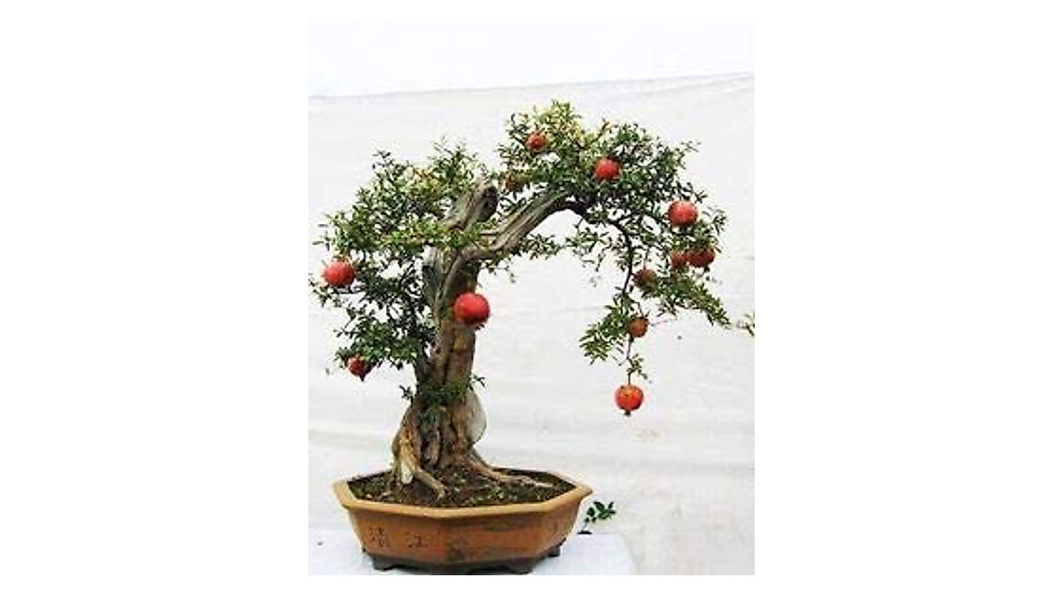 Grow Your Own Pomegranate Bonsai Tree - 20 Premium Seeds