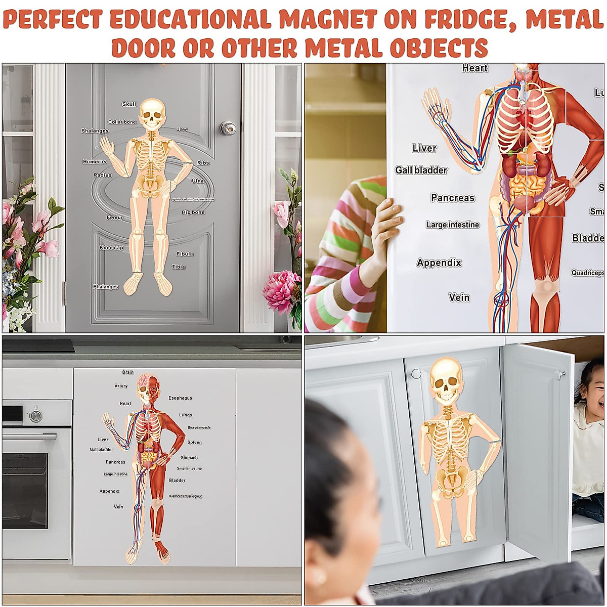 Capoda 63 Pieces Human Body Magnetic Puzzle Set Human Skeleton Organs Muscles Anatomy Magnetic Accents Body Parts Recognition Learning Kit for Home Decoration
