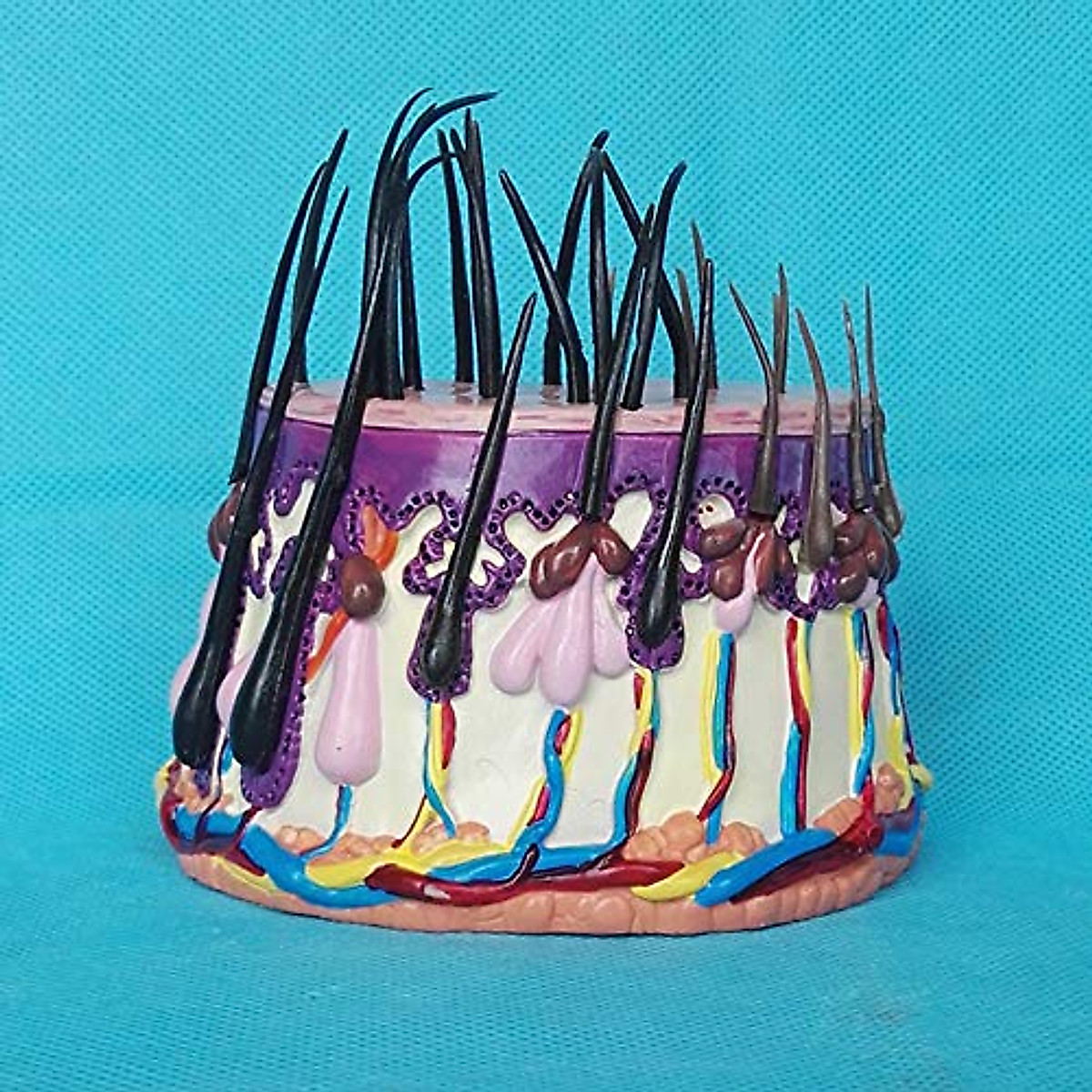 Anatomy Model Skeleton Model Human Skin Anatomical Enlargement Model Hair Follicle Skin Structure Medical Teaching Model