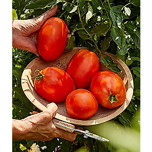 Burpee Exclusive 'SuperSauce' Hybrid 25 Non-GMO Large Red Sauce & Paste Tomato Variety | Vegetable Seeds for Planting Home Garden