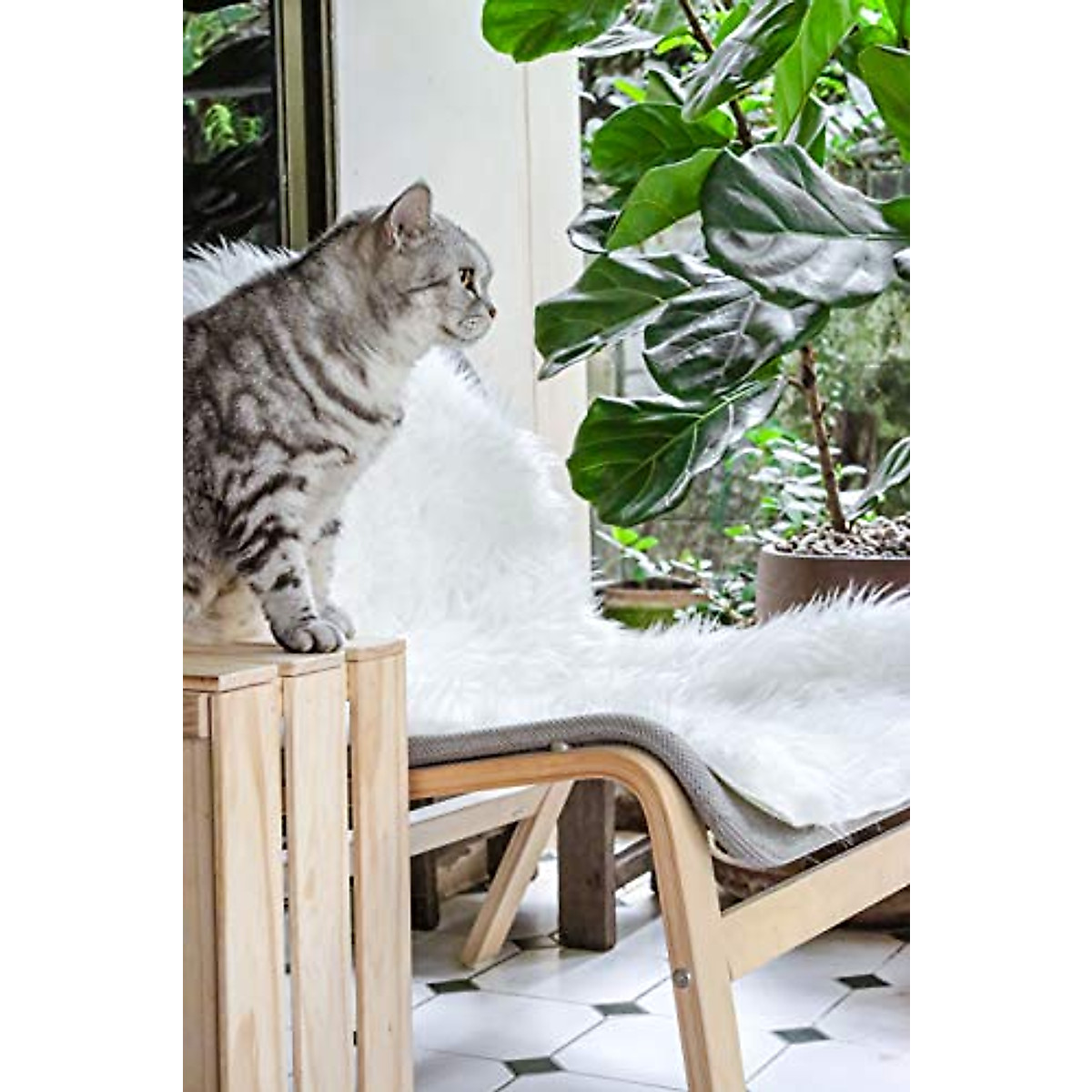 Fiddle Leaf Fig Tree Fertilizer | Ficus Plant Food | Improves Leaves and Branches | Potted Indoor Trees and House Plants Treatment by Aquatic Arts