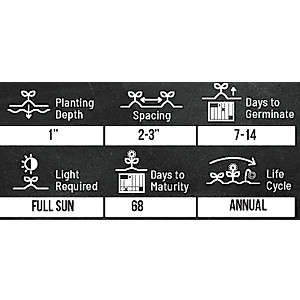 Bulk Pea Seeds for Planting - Grow Mammoth Snow Melting Sugar Pod Peas in Home Outdoor Garden - Non-GMO Heirloom with Instructions to Plant a Home Vegetable Garden (4 Ounces)