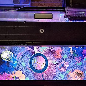 zhuohai Fish Feeding Ring Floating Food Feeder Circle with Suction Cup Easy to Install Aquarium (Round)