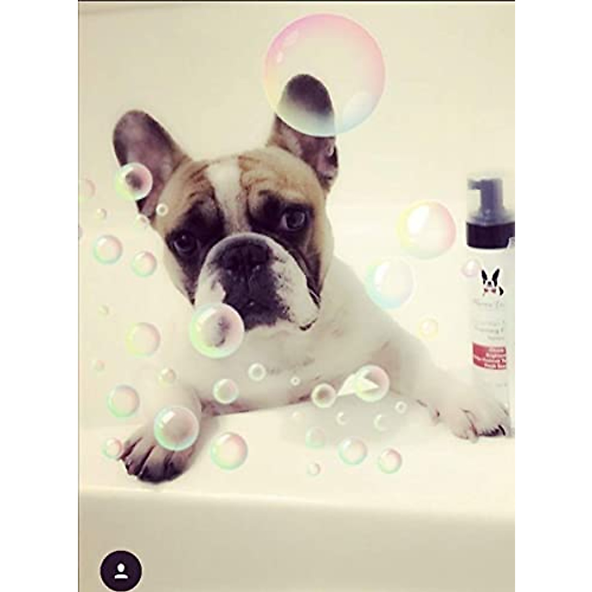 Warren London Foaming Pet Facial | Tear Free Dog Face Wash | Tearless Dog Shampoo for Faces & Dog Eye Stain Remover | Refreshing Cucumber Melon Wash | Made in USA | 8oz