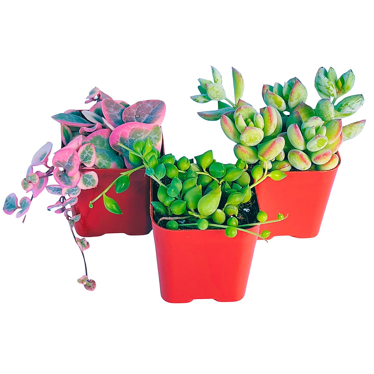 Succulents Plants Live (3-Pack) 2" Hanging Plants Starter Pack, Live Succulent Plants Fully Rooted in Planter Pots with Succulent Soil Mix by The Succulent Cult (3 Pack)