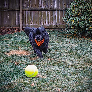 Pet Fit For Life Dog Pedal Water Fountain - Step-On Dog Sprinkler/Water Hose Dog Toy for Drinking and Water-Play, Includes Giant Tennis Ball