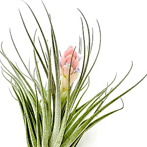 ragnaroc Air Plants - Flowering Tillandsia Pink Paske Large 5" - 1ct - Live Arrival Guaranteed - House Plants for Home Decor & Gift