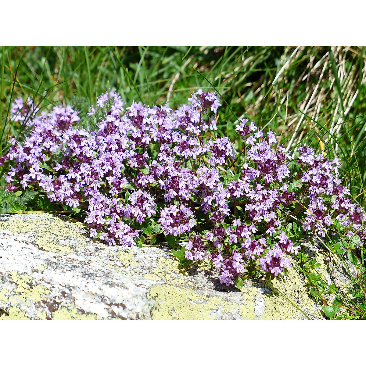 Seeds Common English Thyme Herbs for Planting Non GMO 500 Seeds