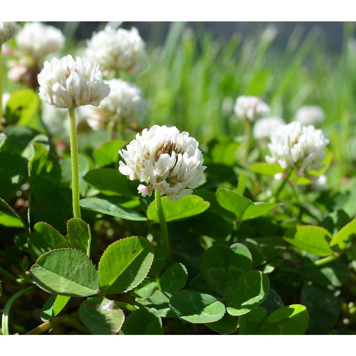White Dutch Clover- 10 Full POUNDS