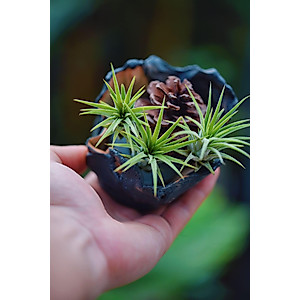 Air Plants Live - Home and Garden Decor - Live House Plants - Easy Care (6 pcs)