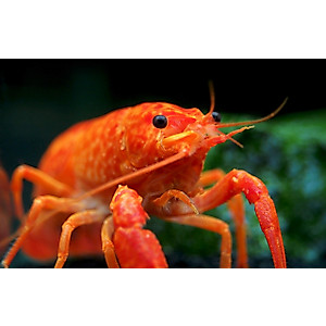 Aquatic Arts 1 Male Neon Red Crayfish | Live Freshwater Aquarium Lobster / Crawfish / Crawdad / Real Living Fish Tank Pet