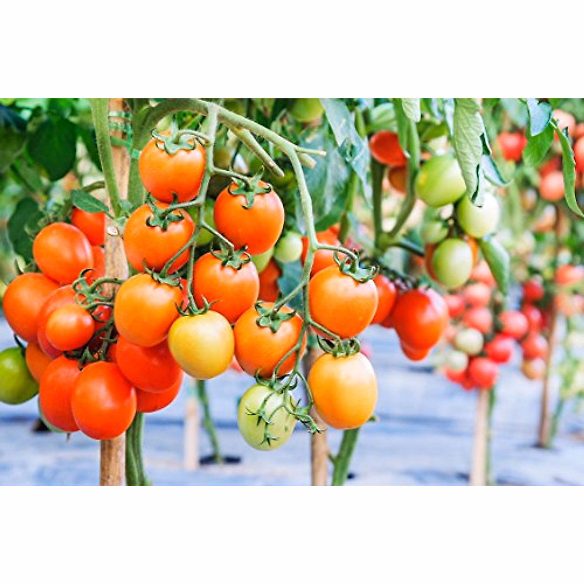 ECOgardener Premium 5oz Pro Garden Weed Barrier Landscape Fabric Durable & Heavy-Duty Weed Block Gardening Mat, Easy Setup & Superior Weed Control, Eco-Friendly & Convenient Design, 3ft x 100ft