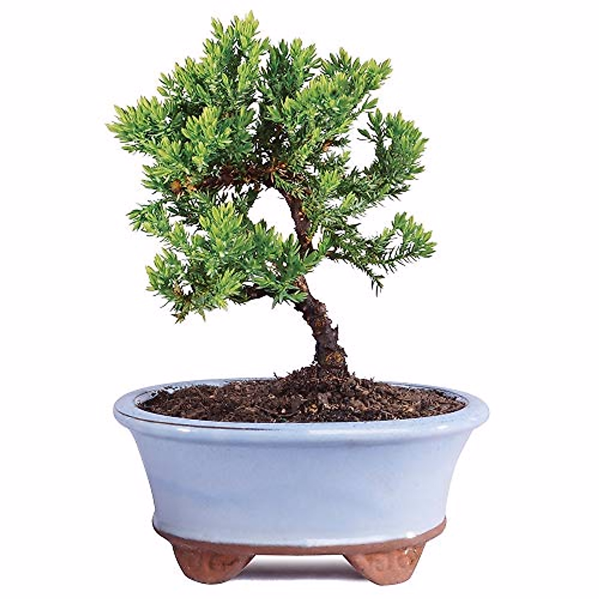 Brussel's Bonsai Live Green Mound Juniper Outdoor Bonsai Tree-3 Years Old 4" to 6" Tall with Decorative Container-Not Sold in California, Blank