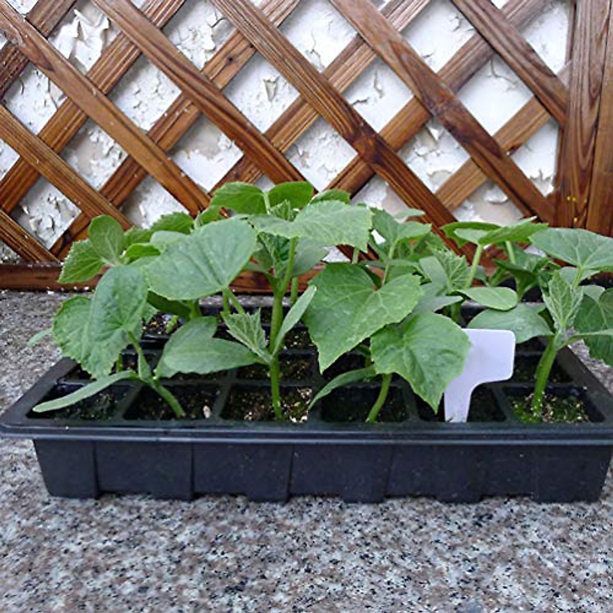 DOITOOL 1PCS Seedling Starter Trays with Dome 24 Cells for Gardening Bonsai Seedling Plant Grow Starting Germination Kit (Black)