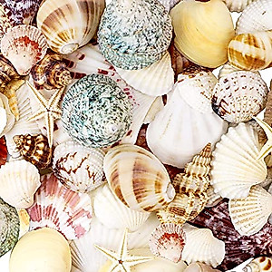 WEOXPR Mixed Sea Shells, 100+ Pcs Beach Seashells Starfish, Various Sizes Ocean Seashells for Fish Tank Vase Fillers, Beach Theme Party Wedding Decor, Candle Making, DIY Crafts, Home Decorations