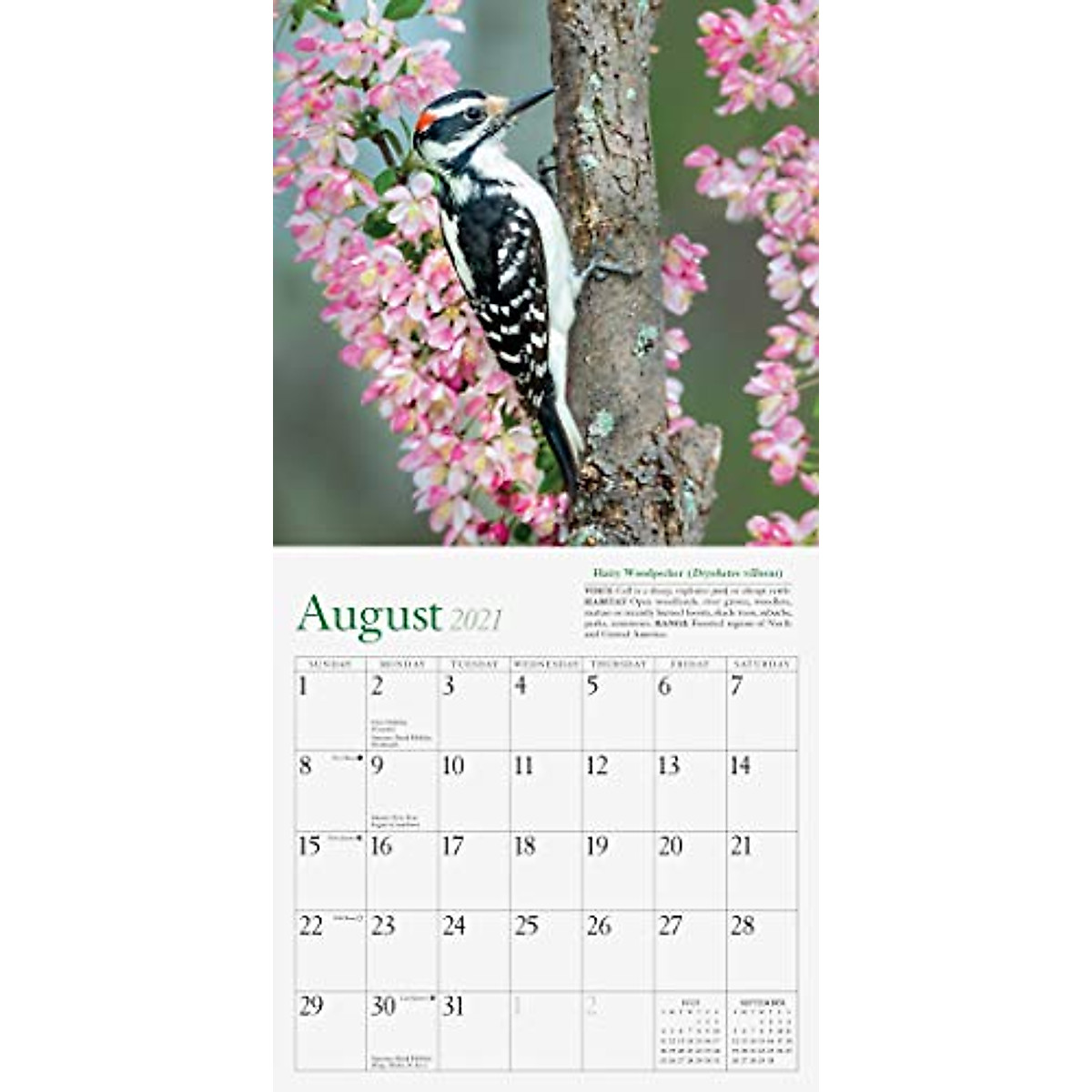 Audubon Songbirds Mini Wall Calendar 2021