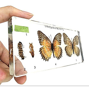Lifecycle of a Butterfly Paperweights Science Classroom Specimens for Science Education