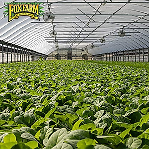 Fox Farm Happy Frog Organic Potting Soil, Growing Soil 12 Quart for Indoor and Outdoor Plants, Potted Plants, Container Gardening (Bundle with Pearsons Protective Gloves) 2 Pack of 12 Quart