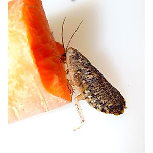 Dubia Roaches | Live Feeder Dubia Roach Multiple Sizes and Quantities | Small, Medium, and Large Sizes | Quantities from 100 to 1,000