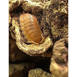 Bugzy Bugs Porcellio Orange Scabers Live Isopods Roly Polys Cleanup Crew for Terrarium Reptile Food 12 Count