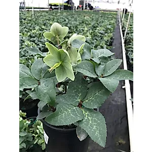 Green Promise Farms FPHELBIP Helleborus-X 'Ivory Prince' (Christmas Rose) Walhelivor Perennial Live Plant, 1 Gallon, White