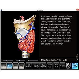 Vocal Parts, Pharynx & Larynx Anatomical Chart with Software Larynx and Vocal Fold ID Speech Language Pathology, SLP, Singing