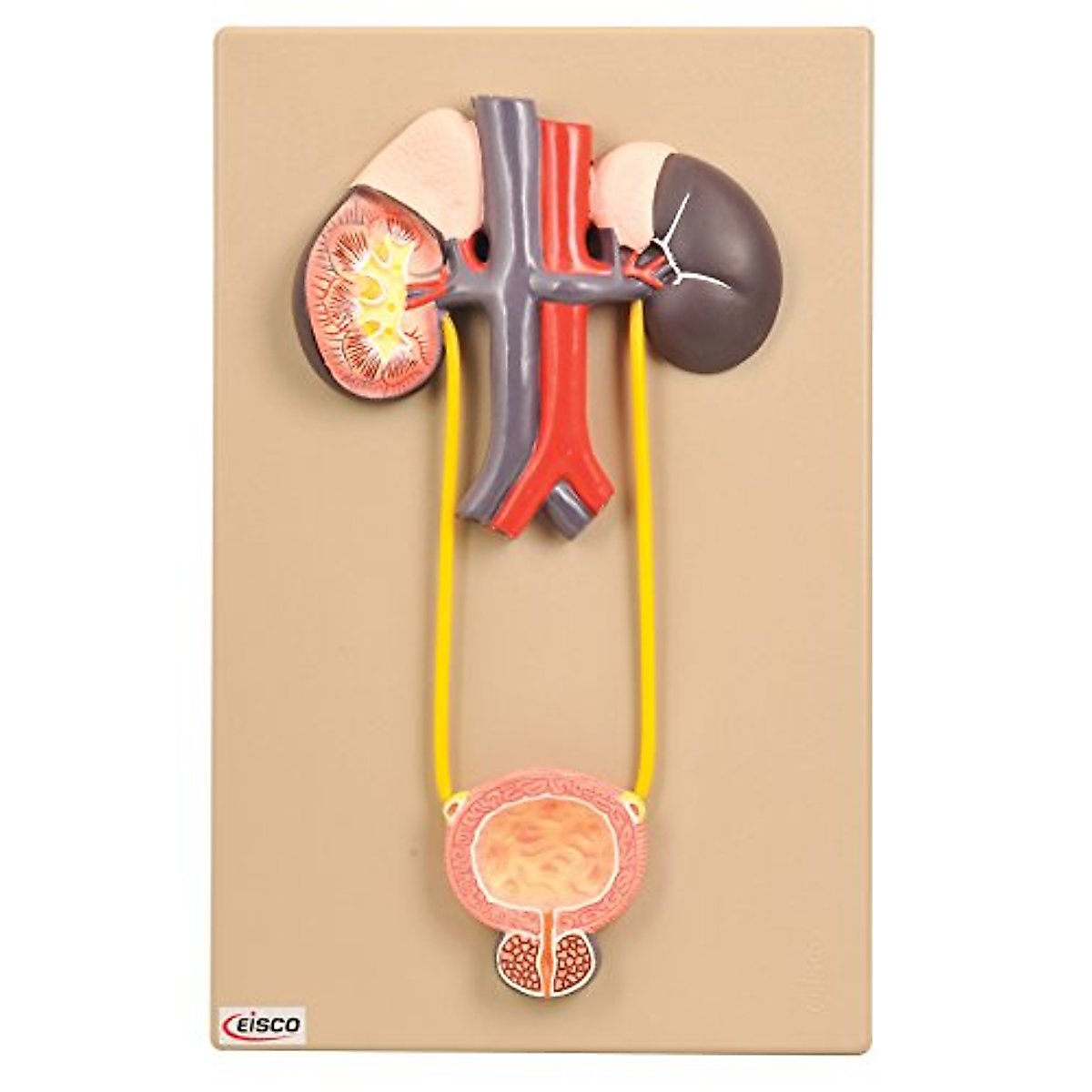 Eisco Labs Urinary Organs - Kidney with Bladder Model, 15" x 9" Approx.
