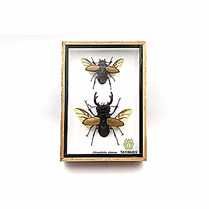 TAXIBUGS Real Beetle Display Taxidermy Odontolabis Elegans Insect Bug Entomology Box Wood Framed (Male & Female) (Wooden Box)