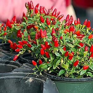 KVITER Tiny brilliantly red Chile Peppers s - They Pack a Punch! Chile Pequin Peppers(25 Seeds)