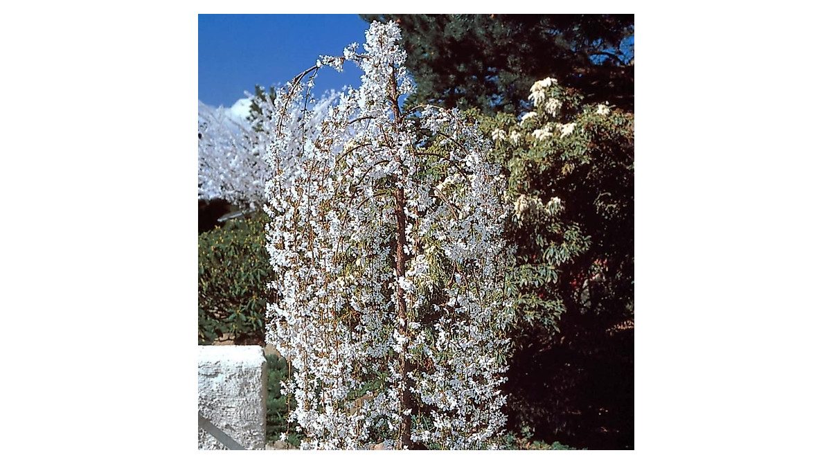 CHUXAY GARDEN Dwarf Weeping White Cherry Tree 5 Seeds Beauty White ...
