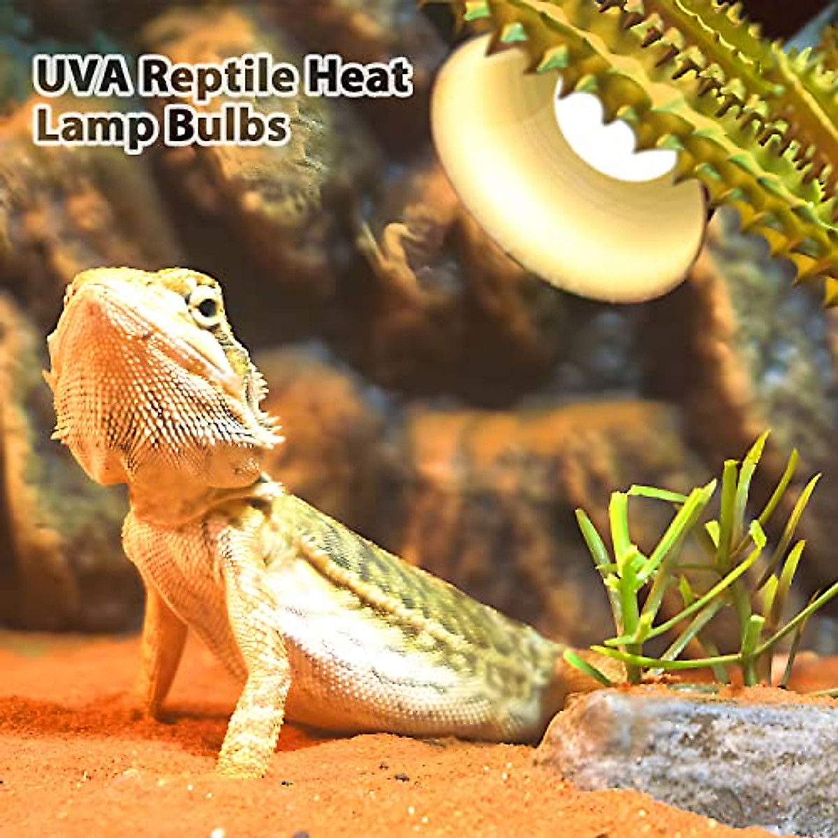 Dallfoll 2 Pack Reptile Heat Lamp Bulbs, 50W Amphibian UVA Basking Light Bulbs, Reptile Daylight Spot Light Bulbs for Turtle, Lizard, Beard Dragon