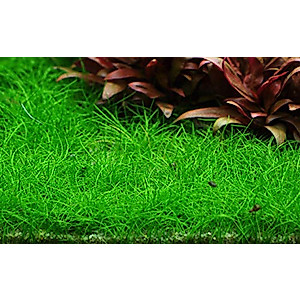 Tropica Eleocharis acicularis 'Mini' Dwarf Hair Grass Live Aquarium Plant - in Vitro Tissue Culture 1-2-Grow!