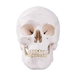 EUDDOO Human Skull Anatomical Model, Life Size Replica Adult Human Anatomy Head Model with Removable Skull Cap and Articulated Mandible, Labeled Diagram Poster Included