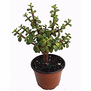 Mini Jade Plant - Portulacaria afra - 4.5" Pot