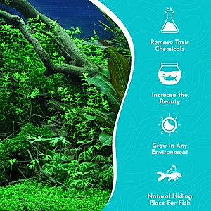 CANTON AQUATICS Live Aquarium Rotala Wallichii Plant - Highly Sought & Absorb Wastes - Easy to Maintain - Promote High Water Quality - Bunch 3-5 Stems