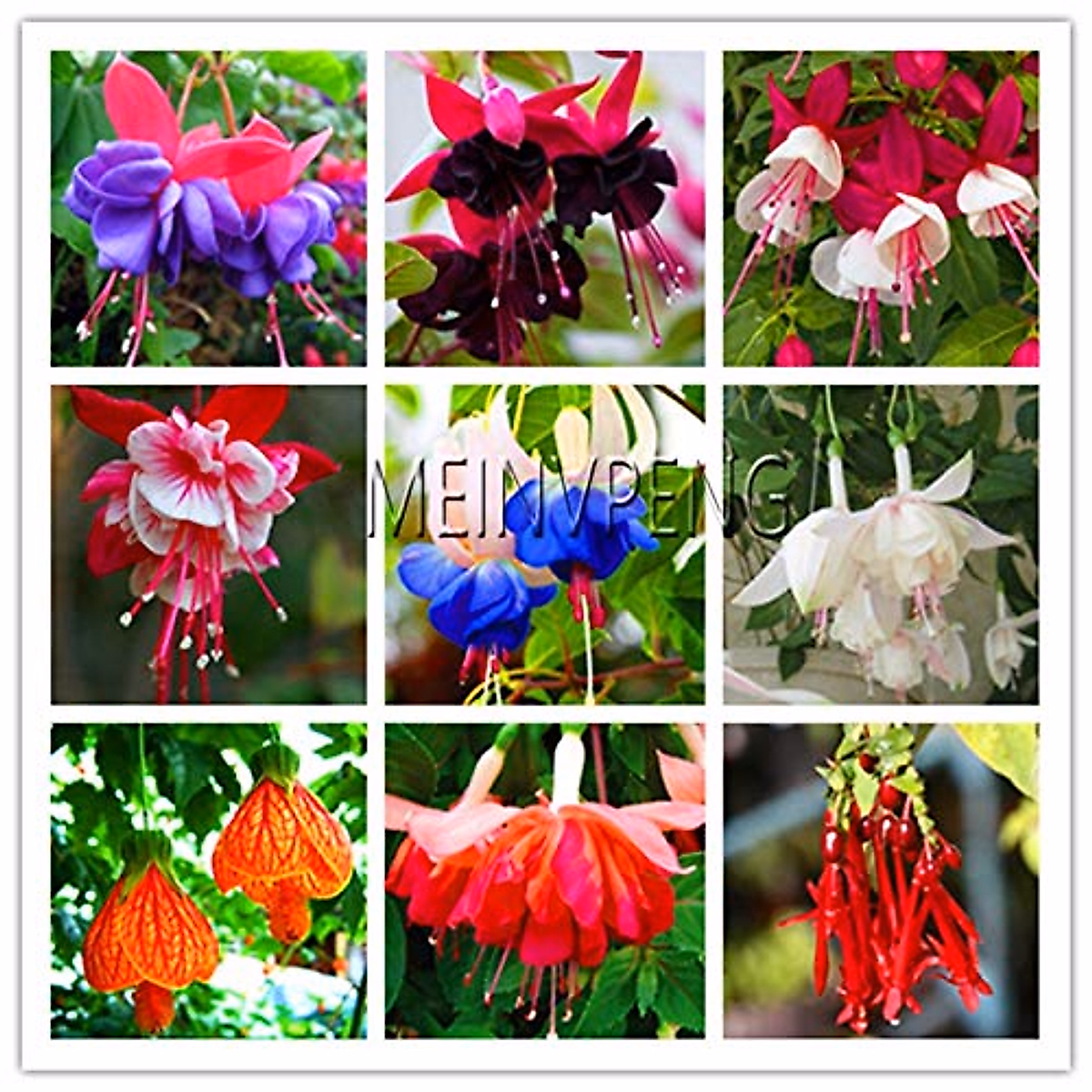 Dichondra Fresh 100 pcs Fuchsia Flower Seeds for Planting Pink 1