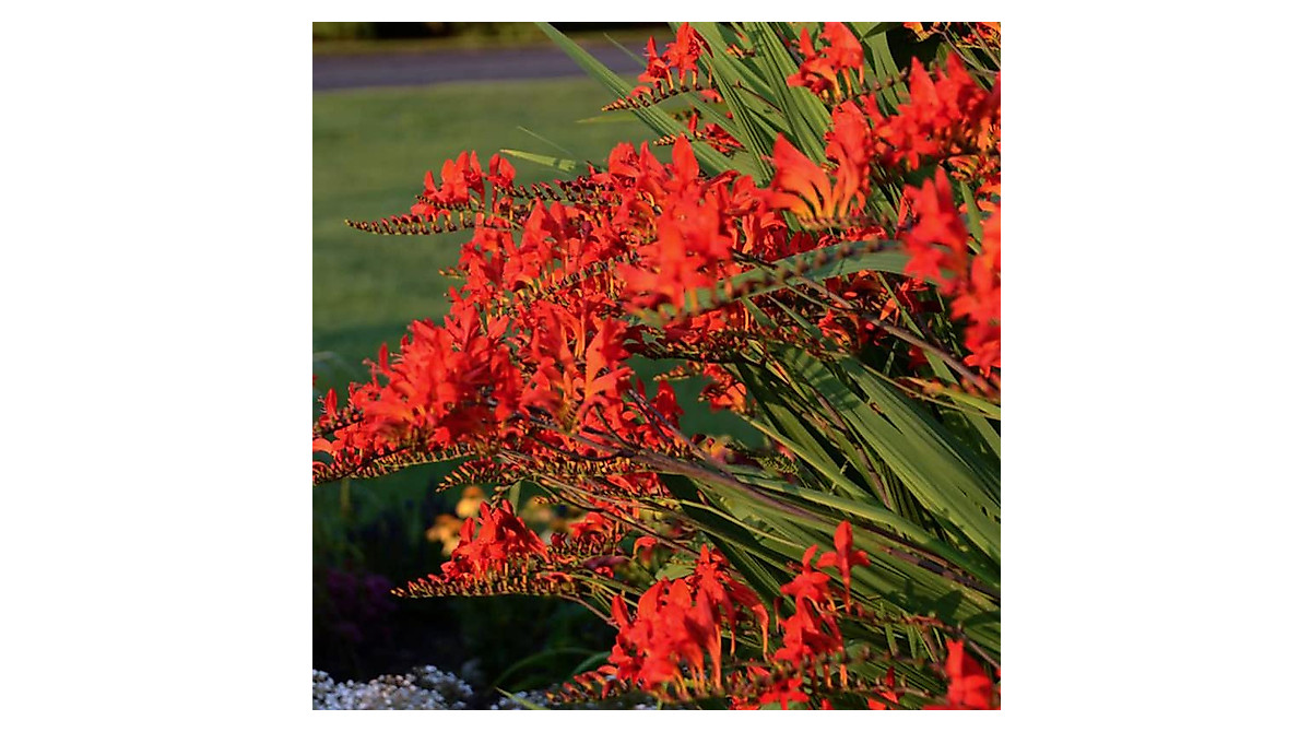 Buy 10 Red Crocosmia Lucifer Bulb Corms for Gardens & Pots