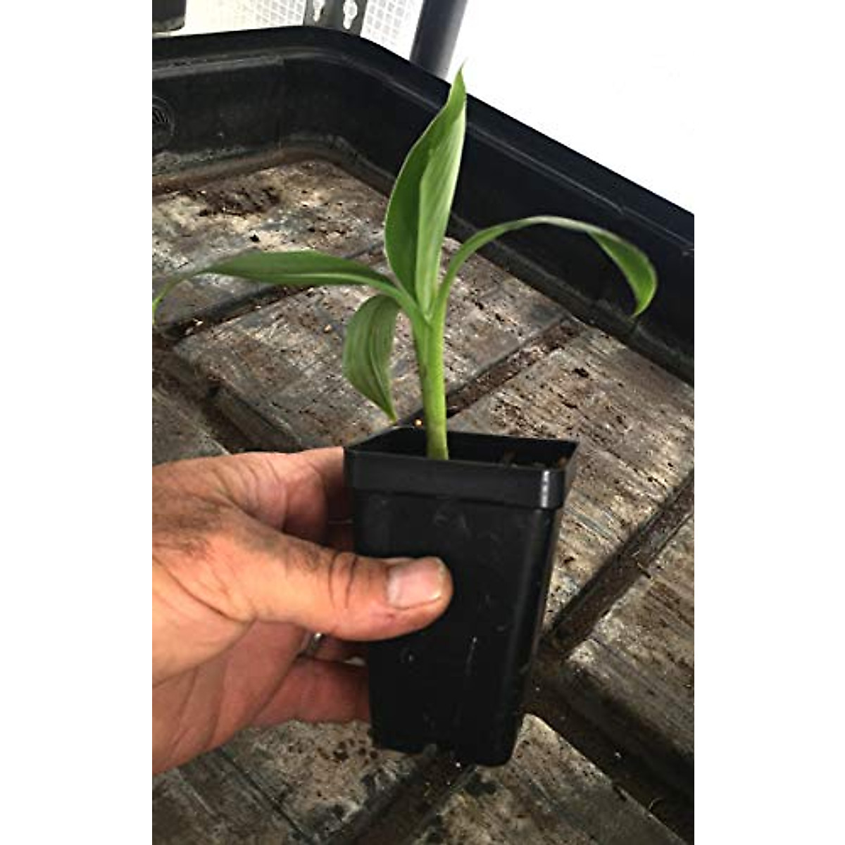 Grand Nain Chiquita Banana Tree - Live Dwarf Banana Plant