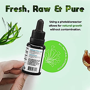 Chlorophyll Algae Supplement, Chlorophyll Marine Phytoplankton by Activation Products 1 Month Supply | Oil Memory and Focus Mineral Trace Supplements - Microalgae Oil for Energy and Stress - 30 ml