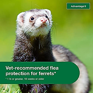Advantage II Ferret Vet-Recommended Flea Treatment & Prevention | Ferret 1+ lbs. | 2-Month Supply