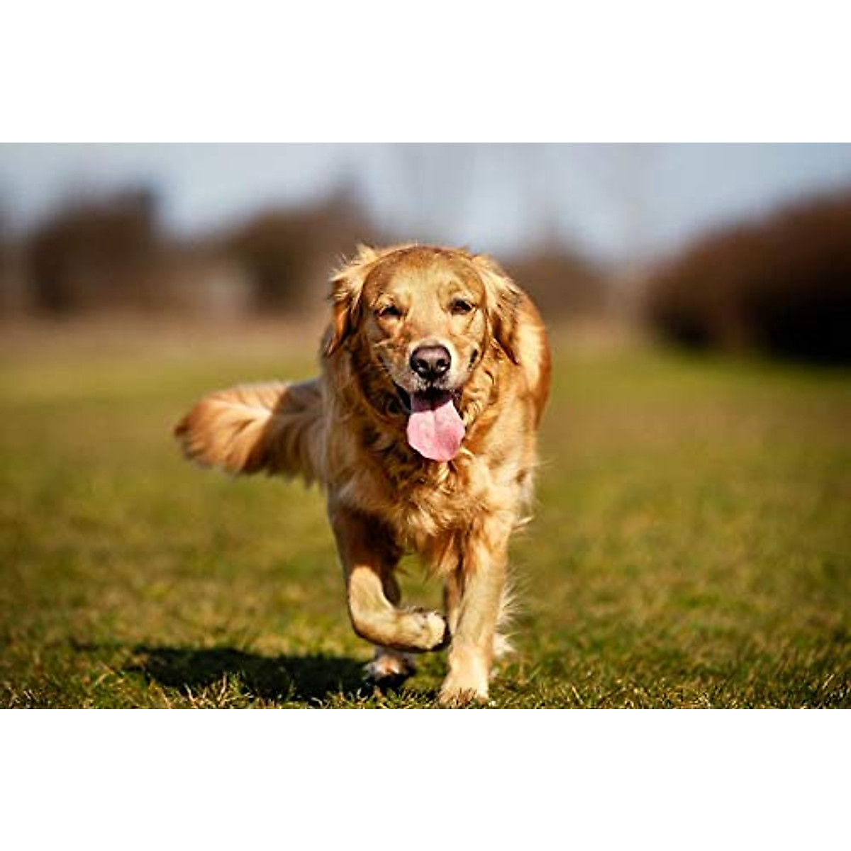 PET SUPPLEMENTS & NUTRITION LLC Dog Skin Powder - Dog Hair and Coat Complex - Itch Relief - Immune Support - Vitamins and Minerals - quercetin Dog Allergy - 1 Bottle (60 Treats)