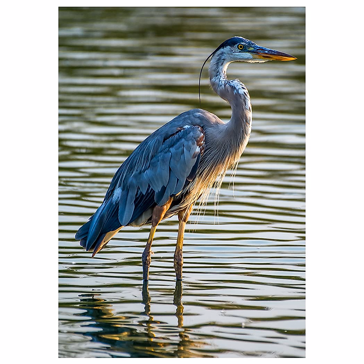 Will Davis Studios Great Blue Heron at Sunrise Fine Art Photography Birthday Greeting Card. (Inside Reads: Happy Birthday!)