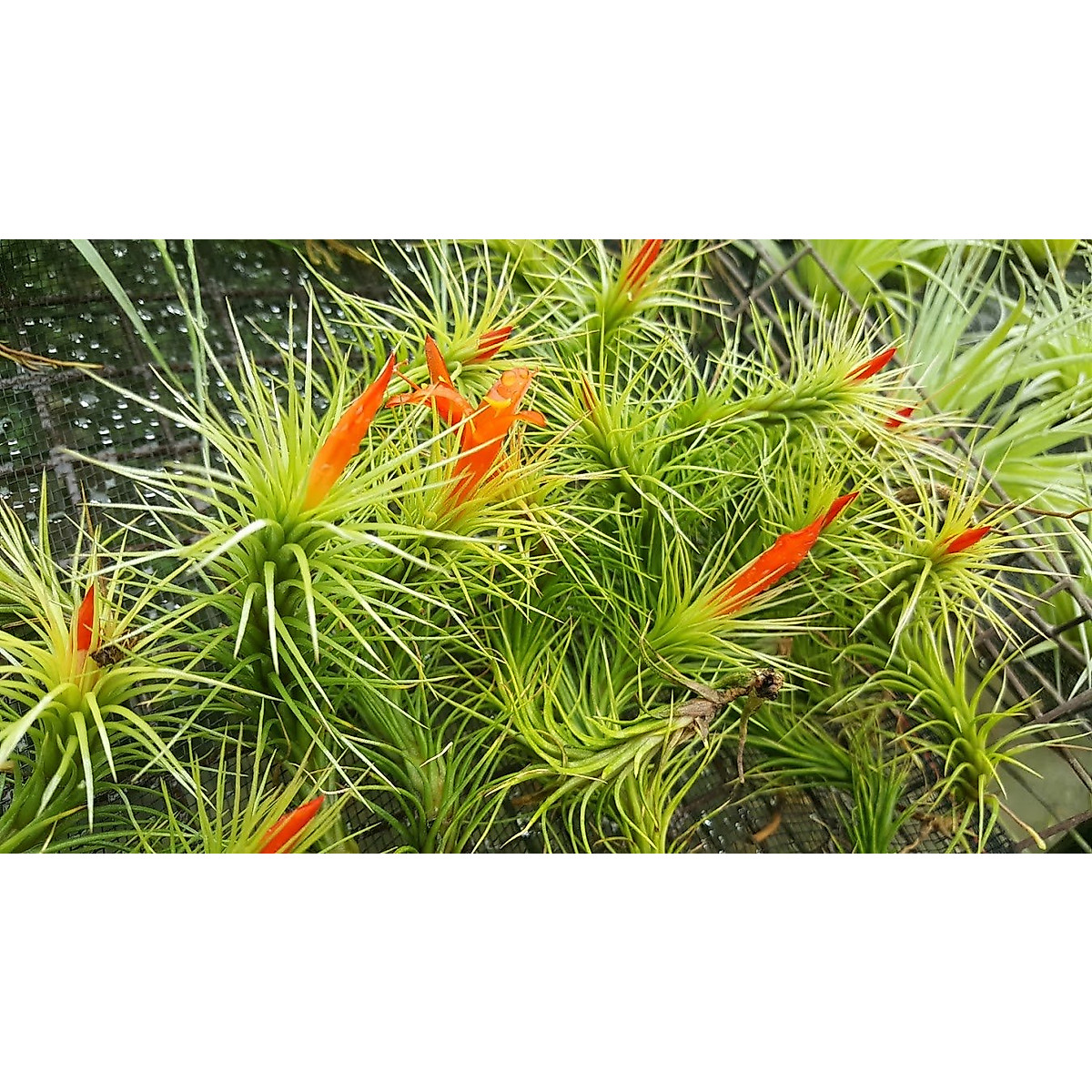 The Drunken Gnome Funkiana Air Plant Pack Tillandsia Live Easy Flowering Houseplants for Indoor Garden Office or Terrarium Choose 3 Pack 5 Pack or 10 Pack Sizes Small to Large (3 Pack)