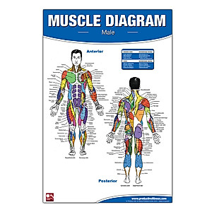 Male Muscle Diagram