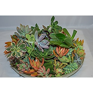 FATPLANTS 10 Living Succulent Cuttings