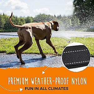 Mighty Paw Dog Collar - Padded Comfort - Neoprene Lining - High Visibility Reflective Threading - Weatherproof Nylon - Buckle Adjustable Dog Collar - Comfortable Dog Collar for All Dog Breeds